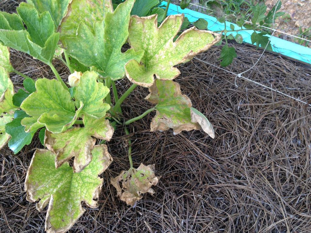 tomato, cucumber, and zucchini problems