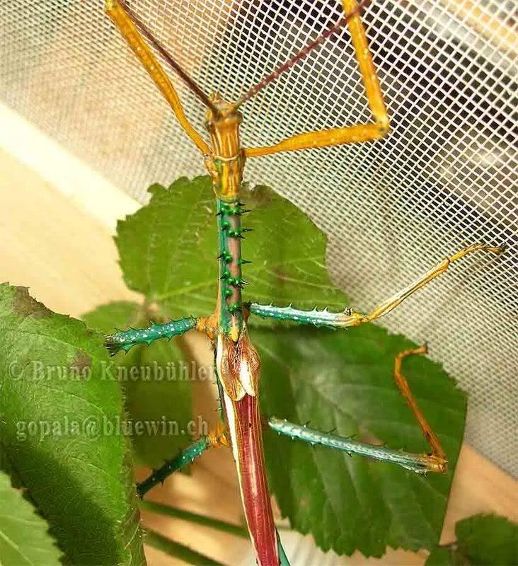 Achrioptera punctipes cliquennoisi