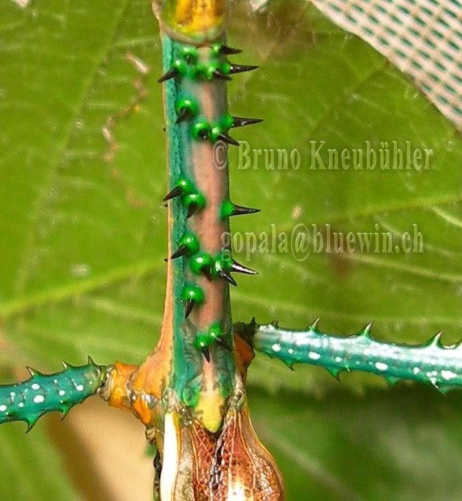 Achrioptera punctipes cliquennoisi