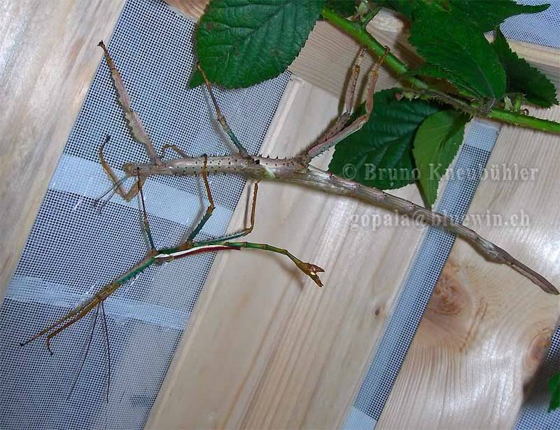 Achrioptera punctipes cliquennoisi