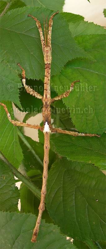 Achrioptera punctipes cliquennoisi