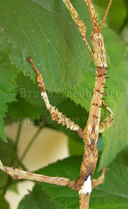 Achrioptera punctipes cliquennoisi