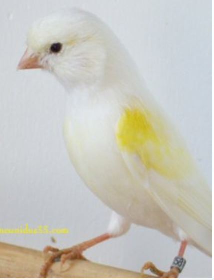 Identification of Yellow lipochrome