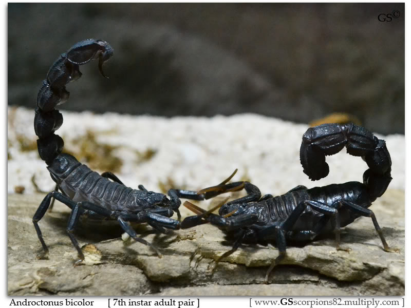 [ASA] Desert and Xeric Shrubland Scorpions' Caresheet