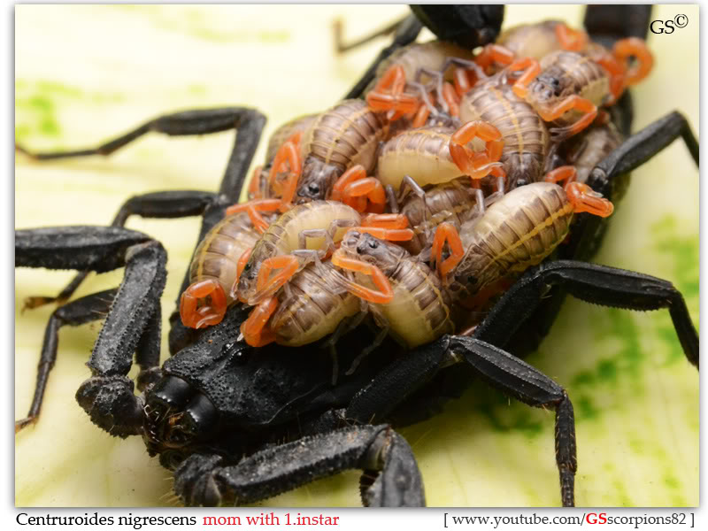 Centruroides Nigrescens