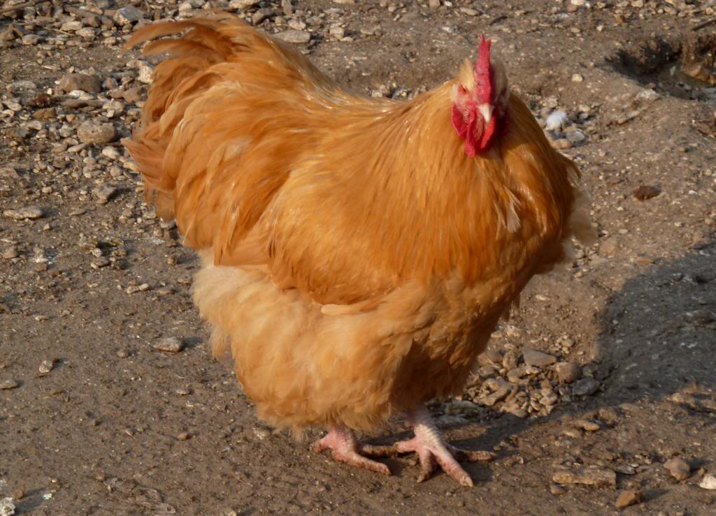Voici quelques photos de mon coq!.
