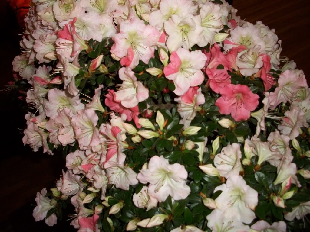 Some azaleas in bloom - Page 2