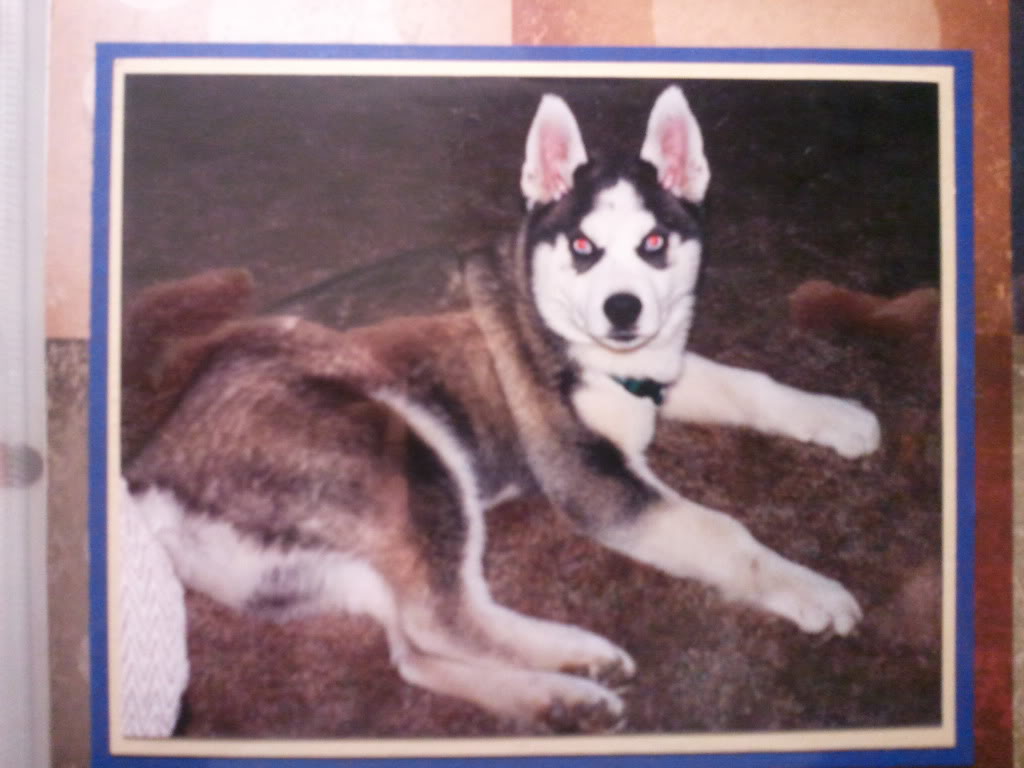 Husky pups and their markings help :)