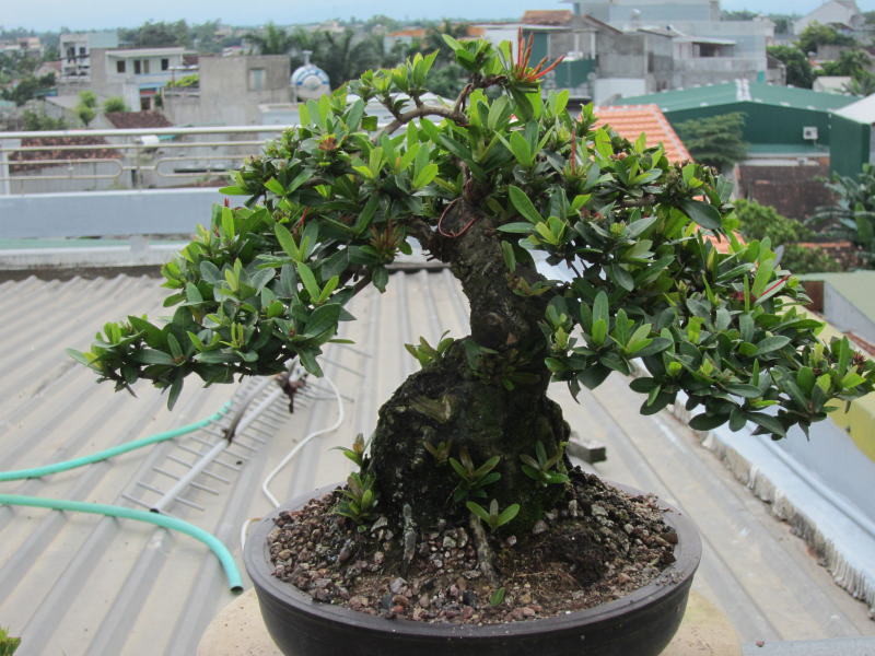 My bonsai garden