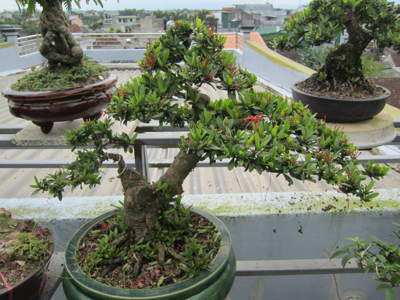 My bonsai garden