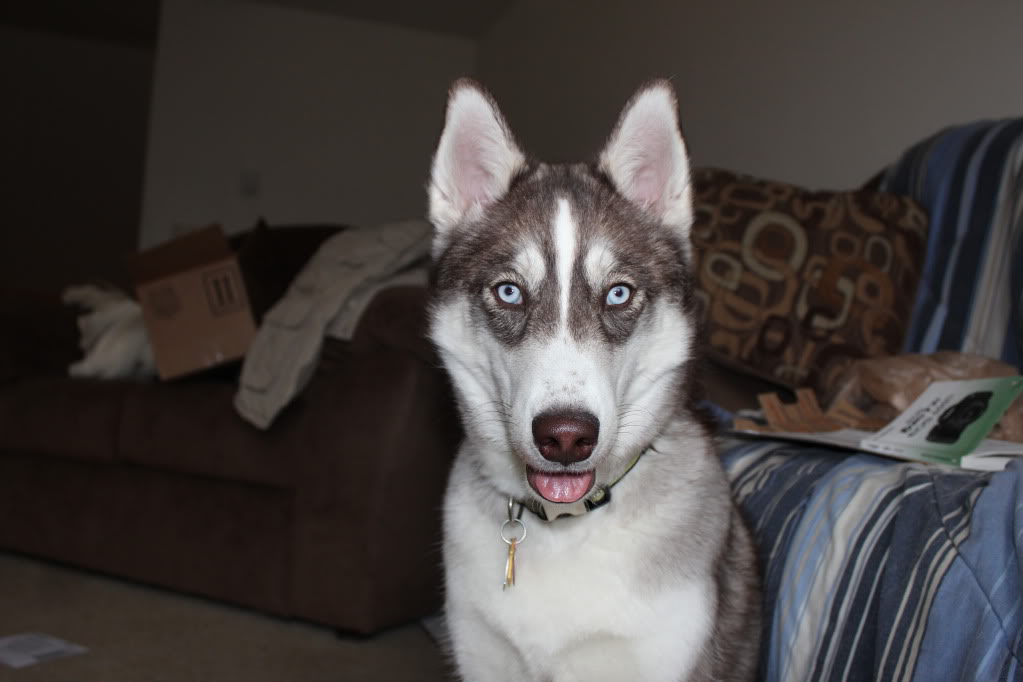 Husky pups and their markings help :)