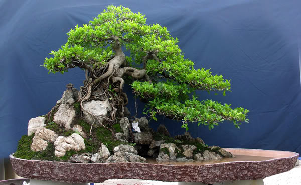 Ficus Landscaping: "Still a little to remeber"