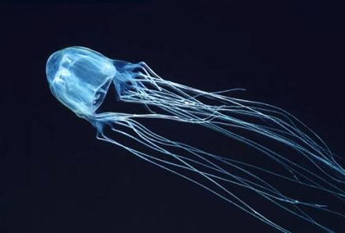 Los 10 Animales mas Venenosos del Planeta
