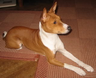 Basenji