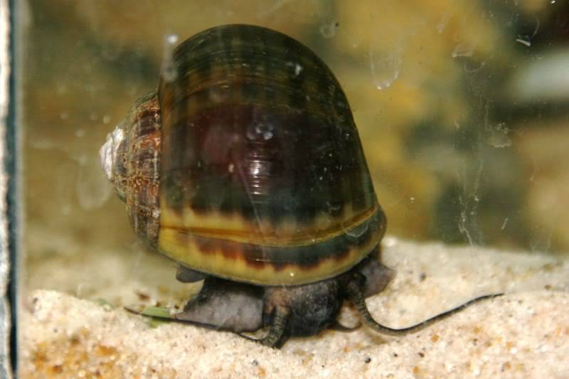 Pomacea glauca