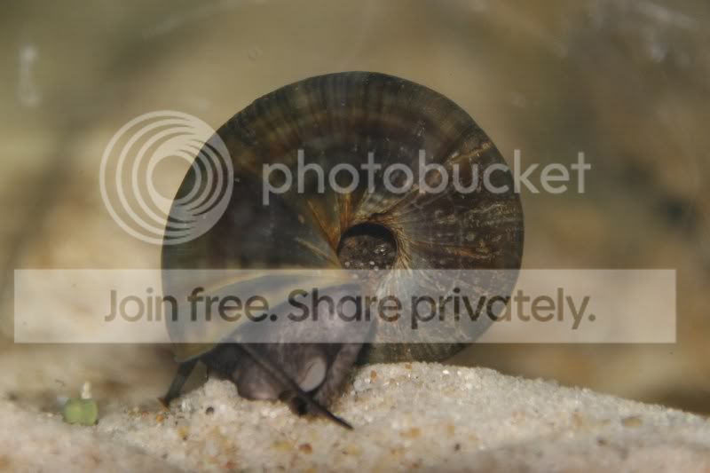 Pomacea glauca
