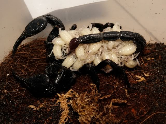 Who "popped" today? (The birth of scorpion babies)