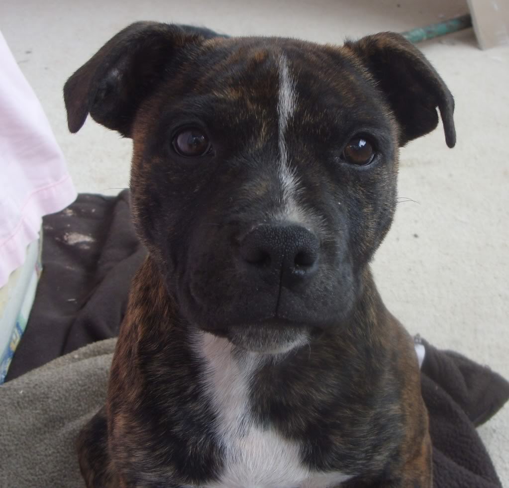 How Do I Get My Staffy Puppy To Stop Biting