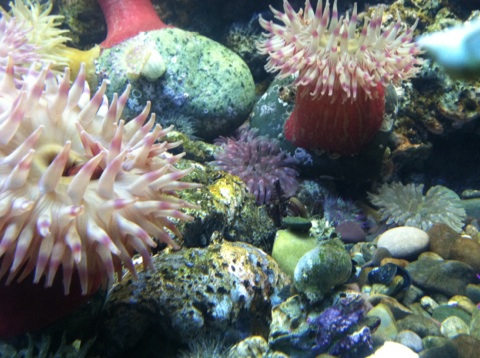 My coldwater reef tank.