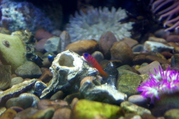 My coldwater reef tank.