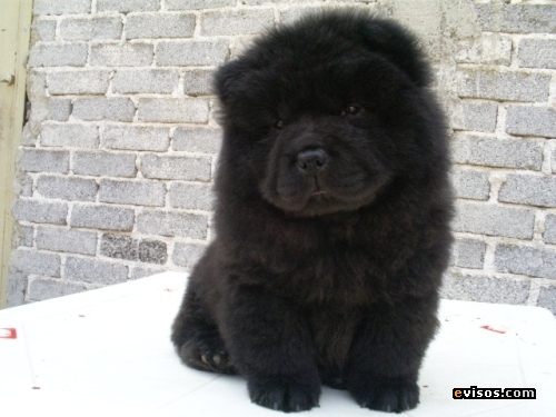 Chow Chow