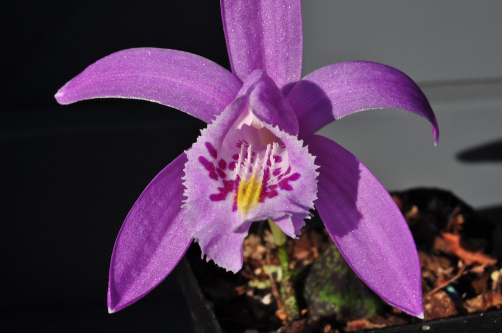 Pleione praecox Laos forme