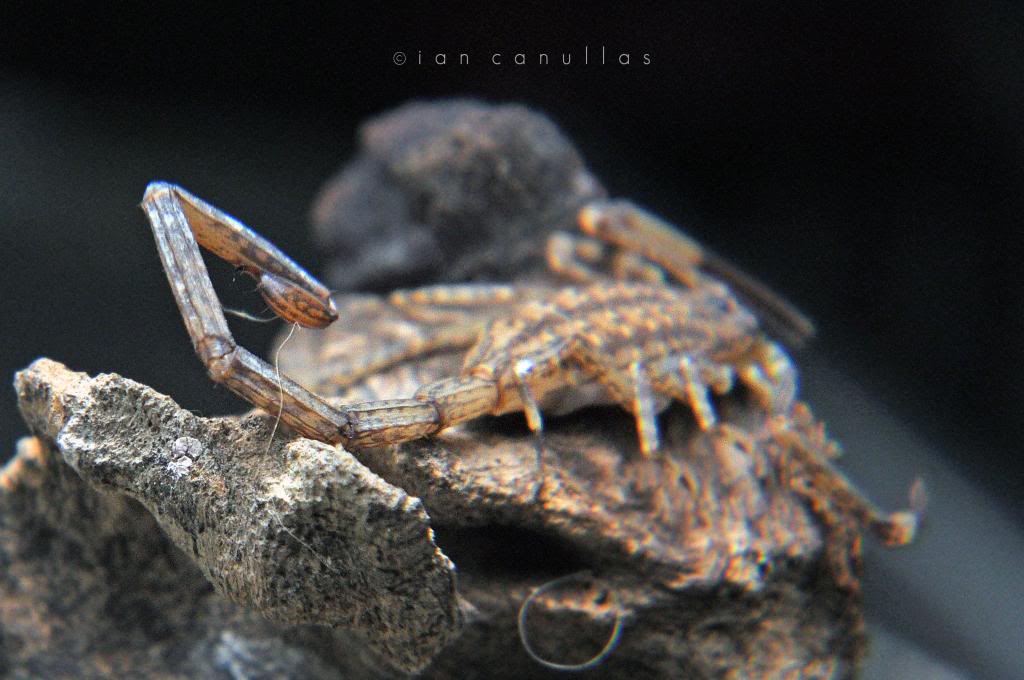 Isometrus maculatus (Lesser Brown Scorpion)