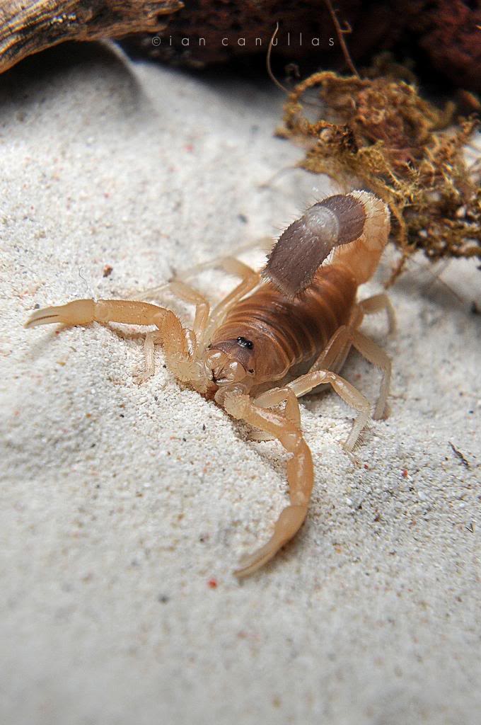 Parabuthus liosoma (African Black-Tailed Scorpion)