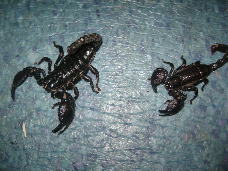Heterometrus swammerdami vs Pandinus imperator