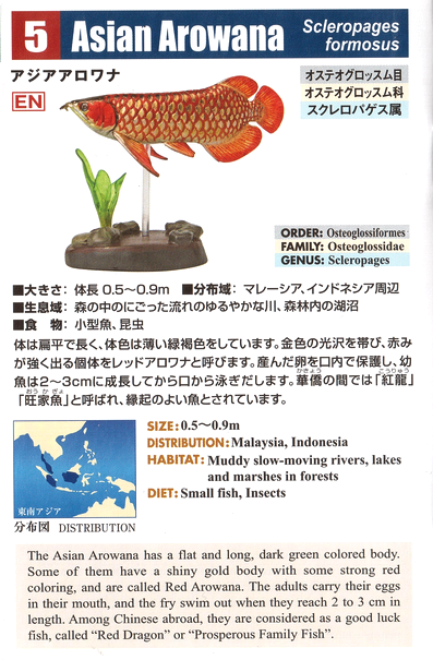 Small walkaround: Colorata Fossil Fish set 05 red Asian Arowana