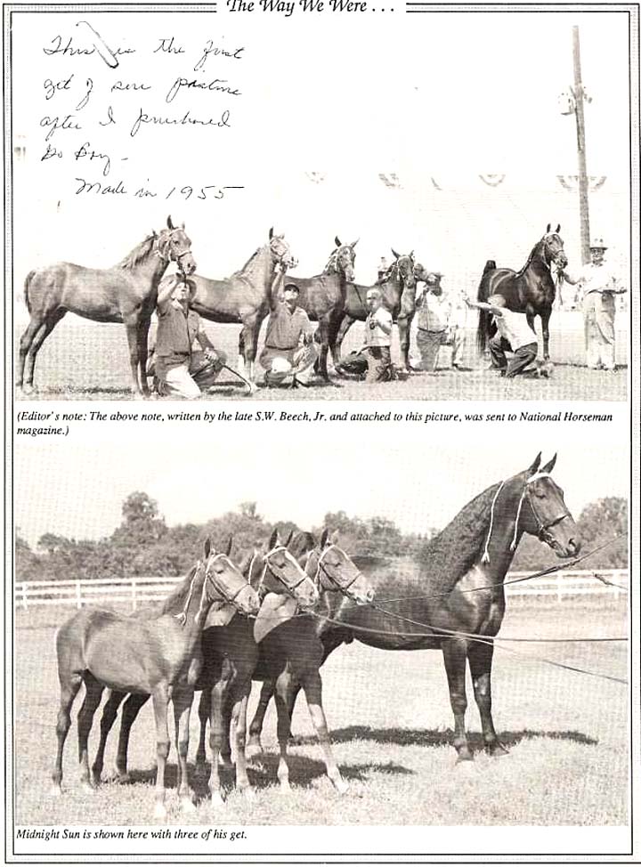History Of The Tennessee Walking Horse - Page 7