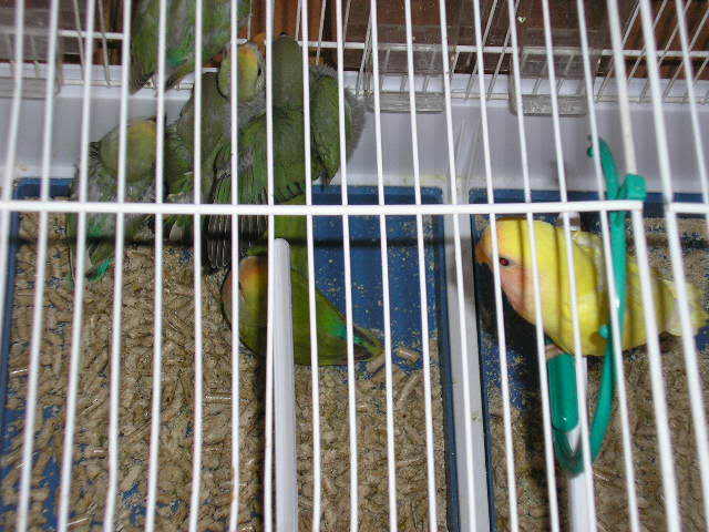 Vendo papilleros agapornis. Barcelona y Gerona. Fotos