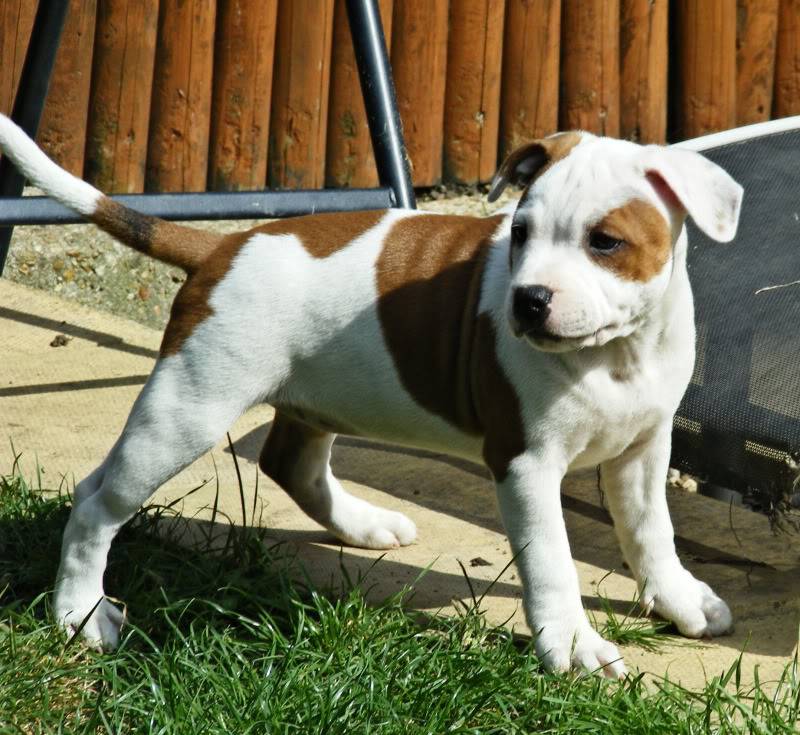 What Should I Feed My Staffy Puppy