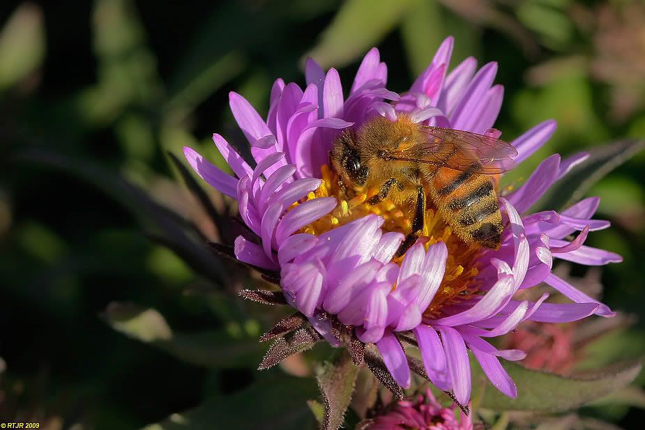 Abeille