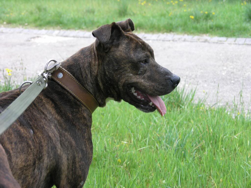 raissa,pit bull tigrada