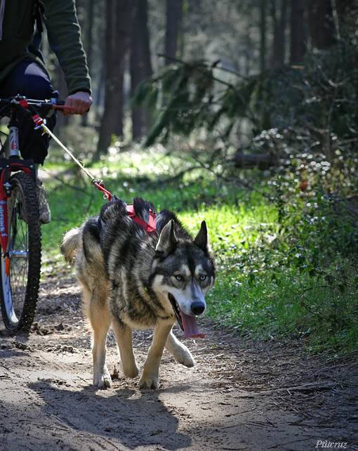 Entraînement en cani-vtt...