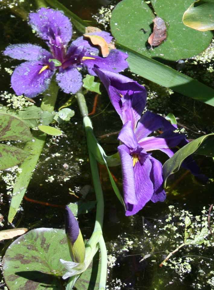 Pricelist - waterplants