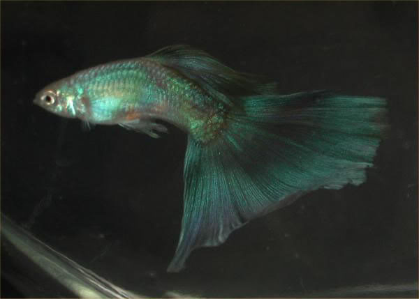 Linhagens de guppys
