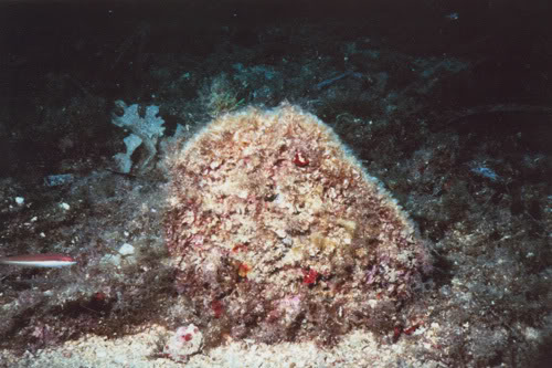 Pinna nobilis