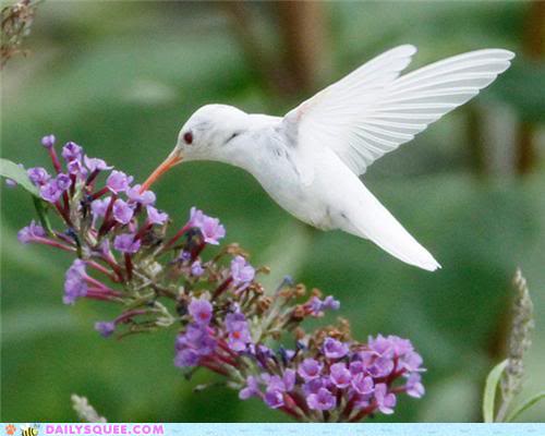 Colibris albinos rarement photographier