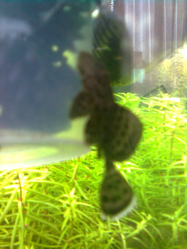 Algunos de los plecos que mantengo