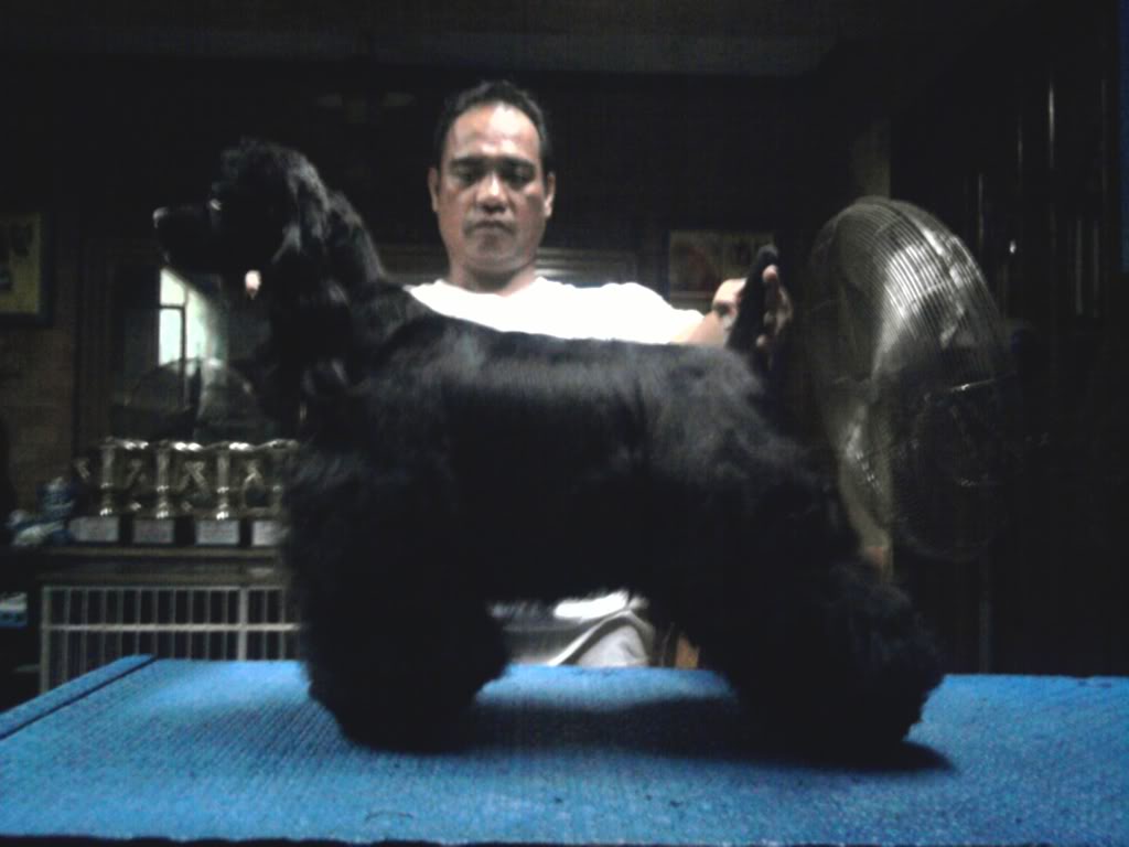 AMERICAN COCKER SPANIELS DITO PO TAYO - Page 16