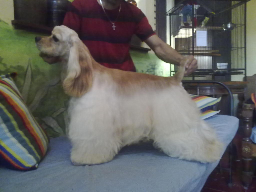 AMERICAN COCKER SPANIELS DITO PO TAYO - Page 18