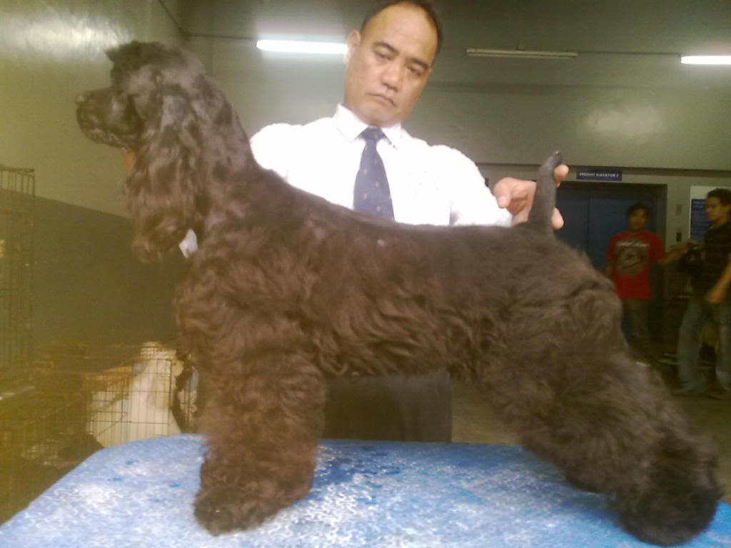 AMERICAN COCKER SPANIELS DITO PO TAYO - Page 16