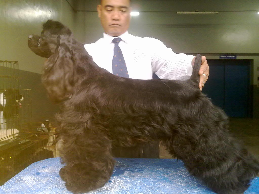 AMERICAN COCKER SPANIELS DITO PO TAYO - Page 16