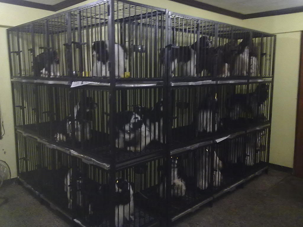 AMERICAN COCKER SPANIELS DITO PO TAYO - Page 16