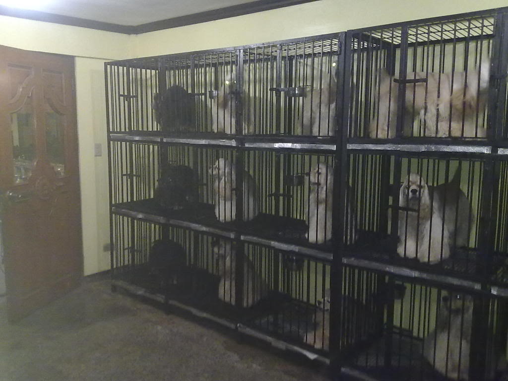 AMERICAN COCKER SPANIELS DITO PO TAYO - Page 16