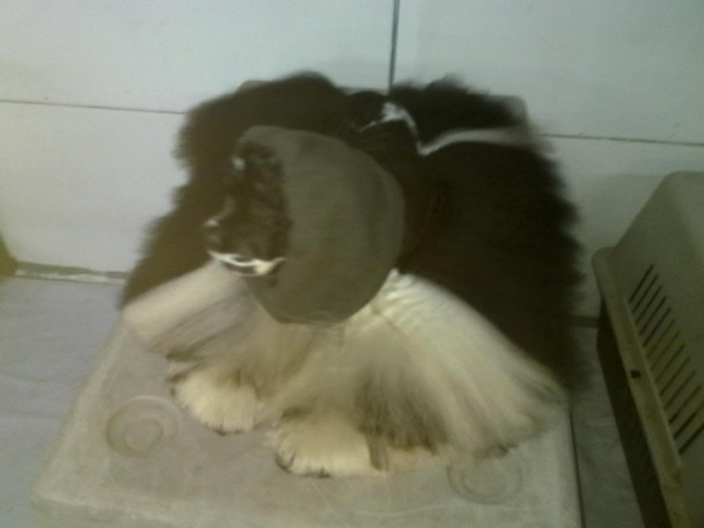 AMERICAN COCKER SPANIELS DITO PO TAYO - Page 16