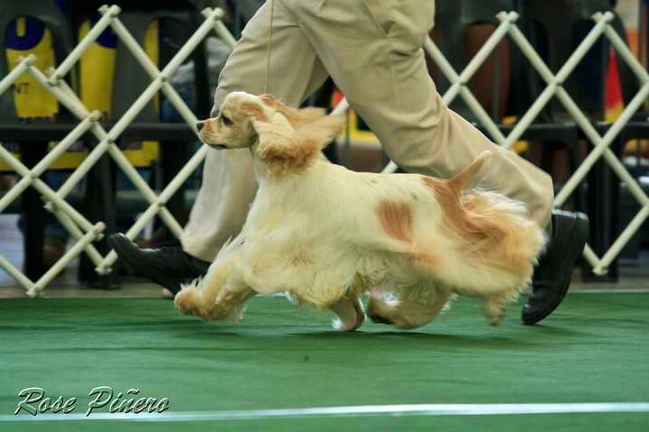 AMERICAN COCKER SPANIELS DITO PO TAYO - Page 18