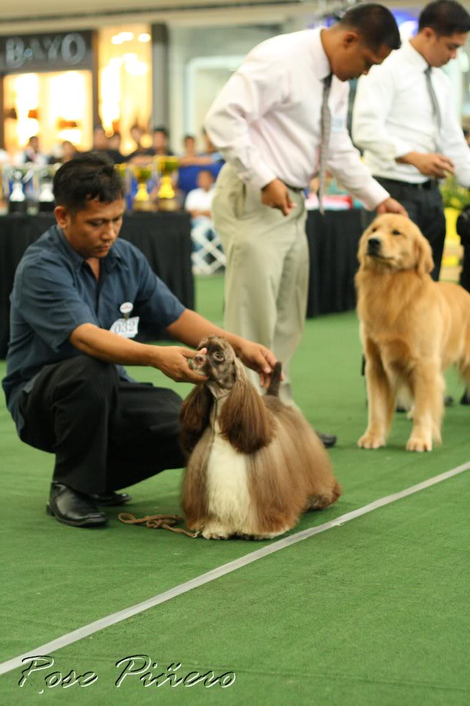AMERICAN COCKER SPANIELS DITO PO TAYO - Page 16